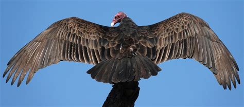 The Other Turkey Get To Know Turkey Vultures In Philadelphia