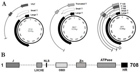 Polyomavirus T Antigens Activate An Antiviral State Pmc