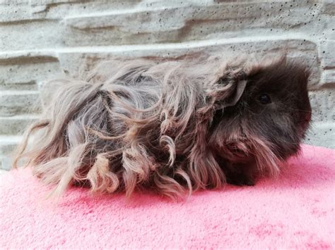 Rose Of Stracciatella — Chs Of Stracciatella