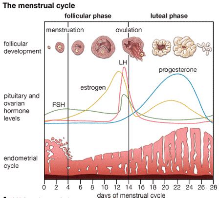 Menstrual Cycle Why Do Fsh And Lh Hormones Drop In Diagram When