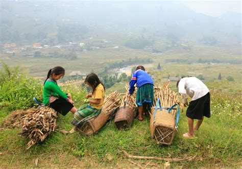 Cockroach Eggs In Mcdonalds Samurai Burger Citizens Journal
