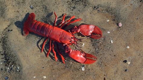 מזל טלה עם מזל סרטן התאמה לפי מזלות ערוץ 2000