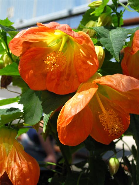 Abutilon Lucky Lantern Tangerine 002 Planthaven International