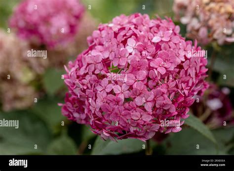 Flowering Hydrangea Tree Hydrangea Arborescens Or Candybelle Bubblegum