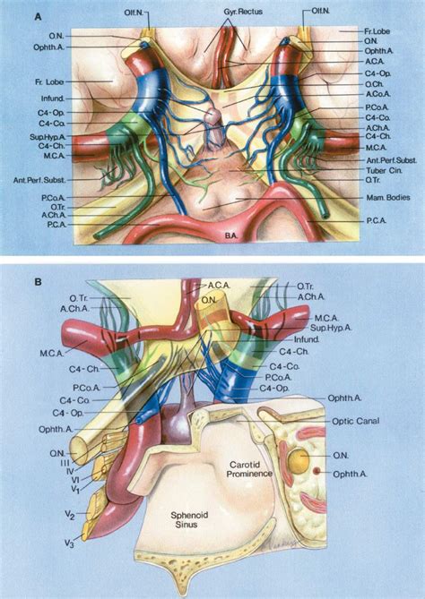 Branches Of Internal Carotid Artery