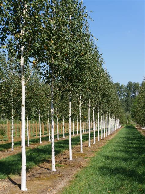 Betula Utilis Var Jacquemontii White Barked Himalayan Birch Van Den Berk Nurseries