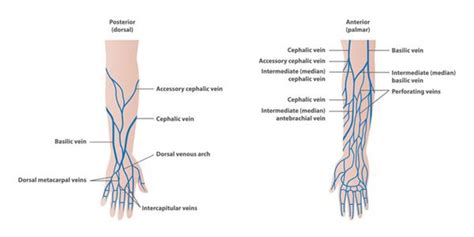 Vein Diagram Arm