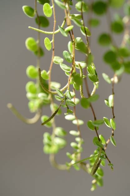 Premium Photo Close Up Of Peperomia Prostrata Trailing Houseplant At Home