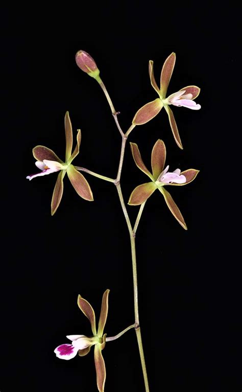 Southern California Orchid Species Society 09 23