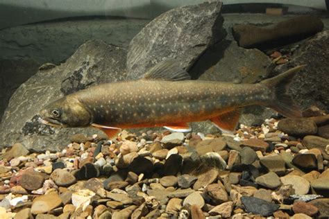 Seesaibling Angeln Im Sauerland