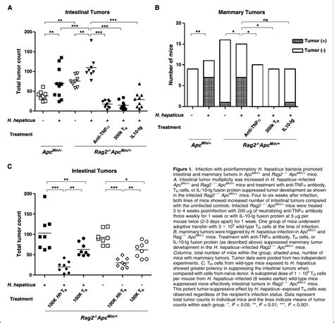 Helicobacter Hepaticus Semantic Scholar