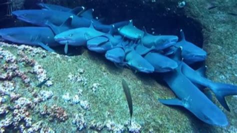 Pov You Stumbled Upon A Shark Cuddle Puddle Inspiremore