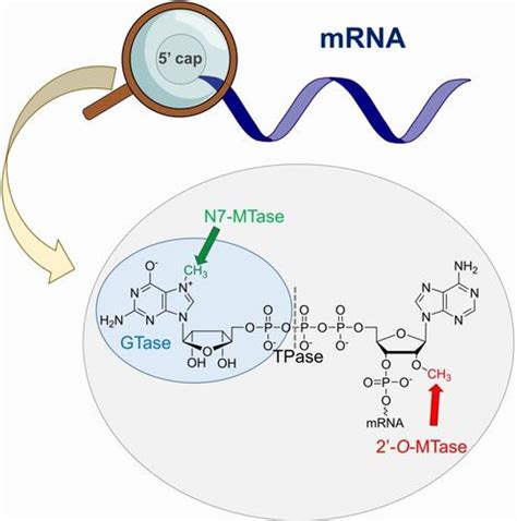 Enzymatic Assays To Explore Viral Mrna Capping Machinerychembiochem
