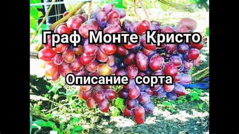 ВИНОГРАД ГРАФ МОНТЕ-КРИСТО описание - YouTube