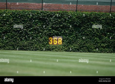 Wrigley Field Ivy
