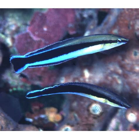 Cleaner Wrasse Facts On The Cleaner Wrasse Hubpages