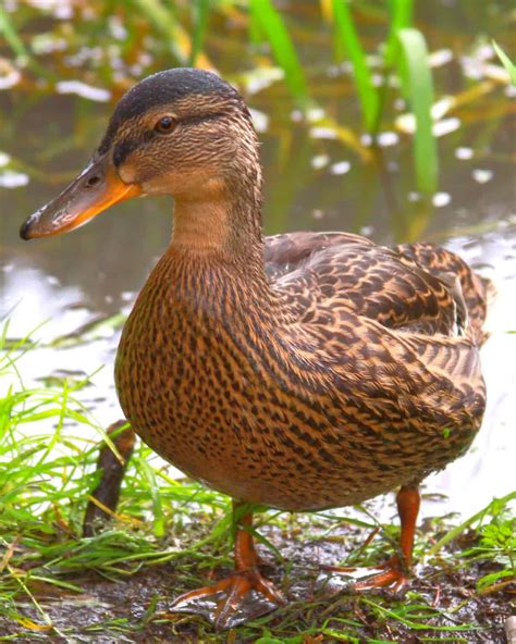 13 Different Types Of Ducks With Examples And Pictures
