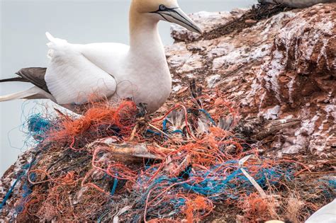 6000 Free Plastic Polution And Plastic Images Pixabay