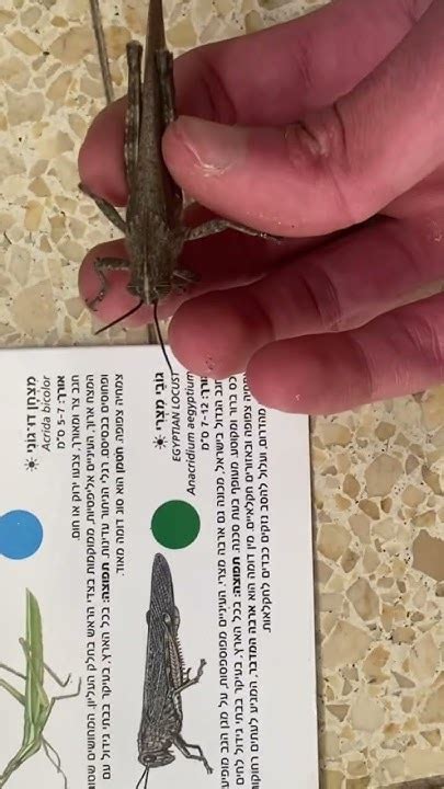 גובי מצרי Nature מעניין טבע Youtube