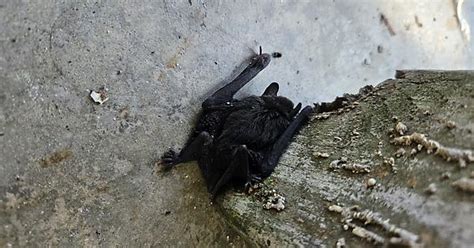 Bat 3 Album On Imgur