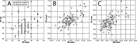 Bivariate Plots Of Measurements Comparing Apomys Sierrae And A Magnus