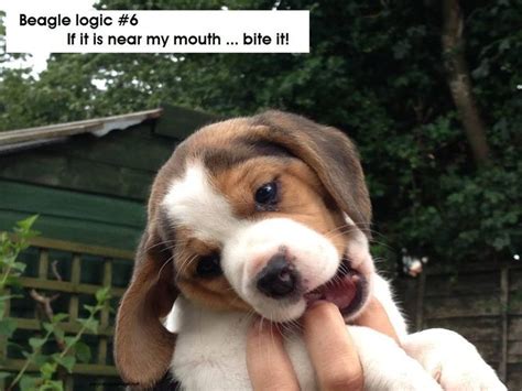 Beagle Logic 6