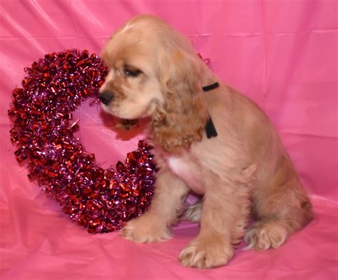 Announcements Florida Cockapoos