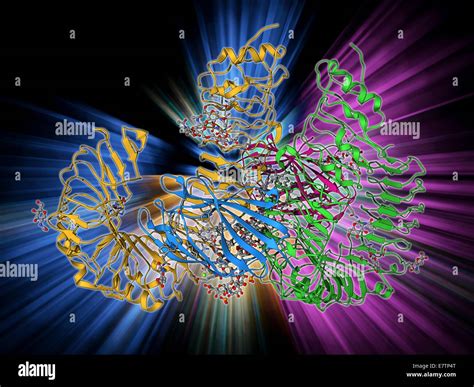 Human Pathogen Recognition Molecule Molecular Model Of A Complex