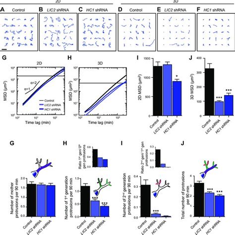 Cell Migration In 3d Matrix Is Anisotropic A D Total Diffusivity And Download Scientific