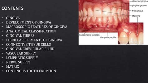 Gingiva Microscopic And Macroscopic Featrures Pptx