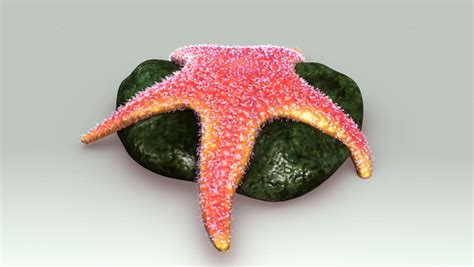 Echinoderms Pronunciation