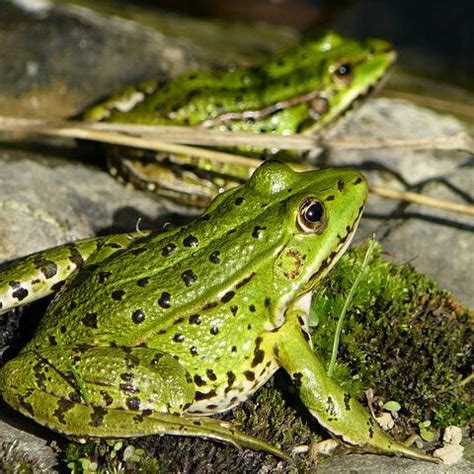 The Optimistic Frog Bulletin Digest