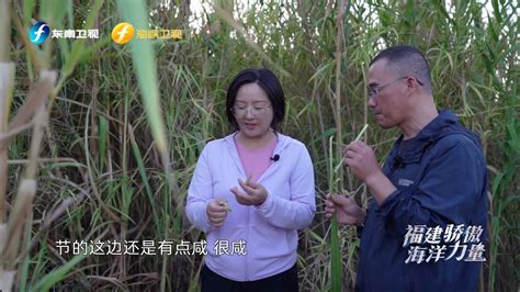 拯救盐碱地 菌草比你想象的更有用凤凰网视频凤凰网