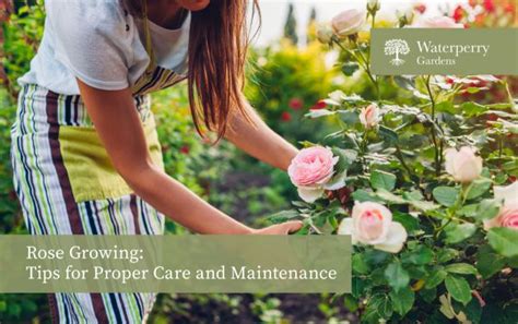 Growing Roses Tips For Proper Care And Maintenance Waterperry Gardens