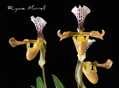 Paph Gratrixianum V Christensonianum ‘eric California Sierra Nevada Judging Center