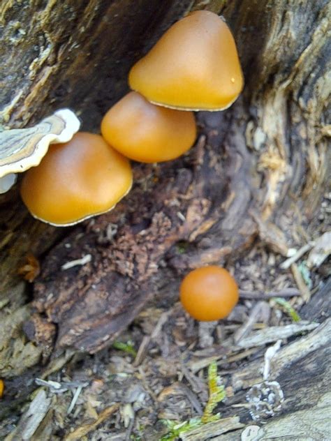 Ganoderma Applanatum And Galerina Marginata Tree Tree Stump Ireland