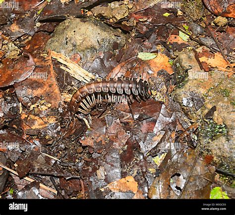 Flat Back Millipede Polydesmida Sp Danum Valley Conservation Area Borneo Sabah Malaysia
