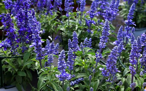 Blue Flower Names With Pictures