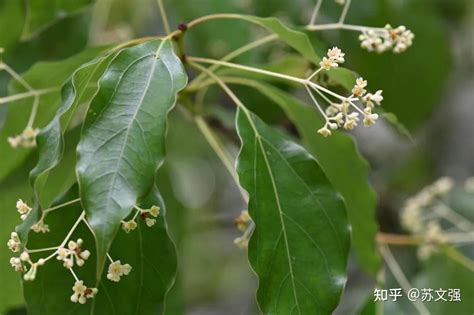 苏州的市树——香樟 知乎