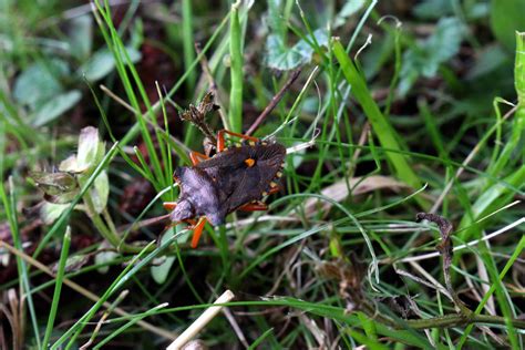 Fluorescent Bug By Sp4rti4te On Deviantart