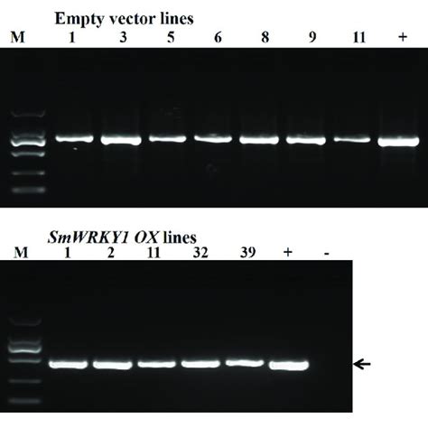 A Identification Of Positive Transgenic Hairy Root Lines By Pcr