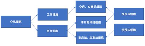 一文详解抗心律失常药物电流细胞生理学