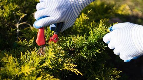 Guide To Pruning Your Evergreen Shrubs Evergreen Shrubs Shrubs
