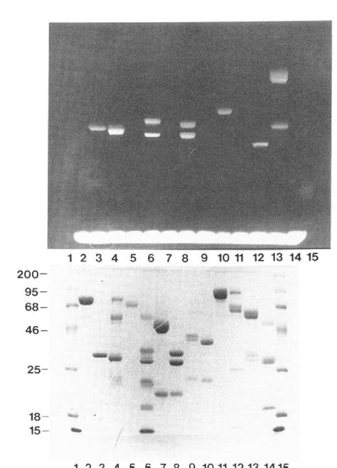 Figure 1 From Zymogen Enzyme Discrimination Using Peptide Chloromethyl