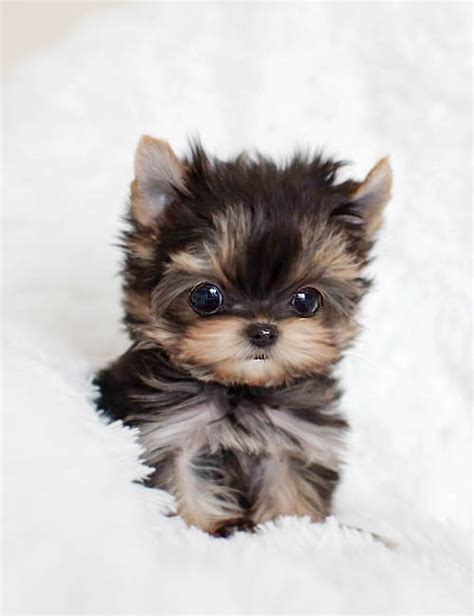 Blue Teacup Puppies