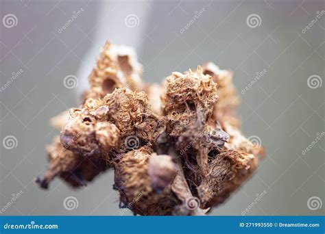 Detail Of Parasitic Tinder Fungus Fungal Pathogen Growing On Tree