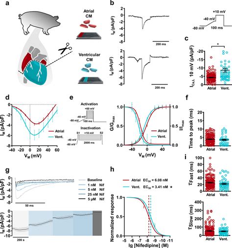 L Type Calcium Current Ical Acquisition And Analysis From Native