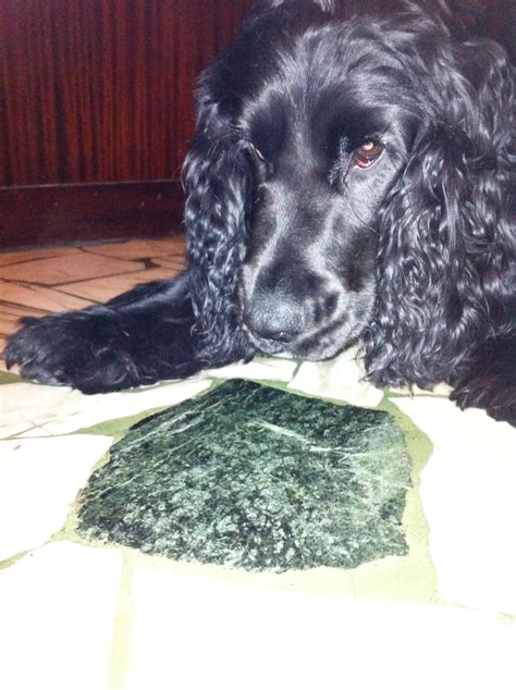 Her Cocker Nero Padua