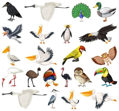 24 304 312 Birds Clipart Vector Images Depositphotos