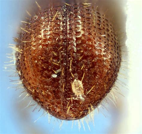 Xyleborus Dryocoetes Granicollis Bugguide Net